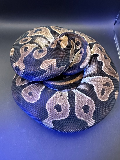 Black Head Ball Python by Big Kahuna Balls