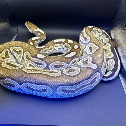 Big Kahuna Balls - MorphMarket