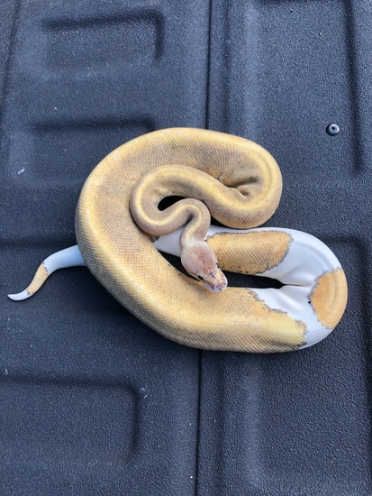 GHI Champagne Cinnamon Orange Belly Ball Python by Pacmann's Reptiles