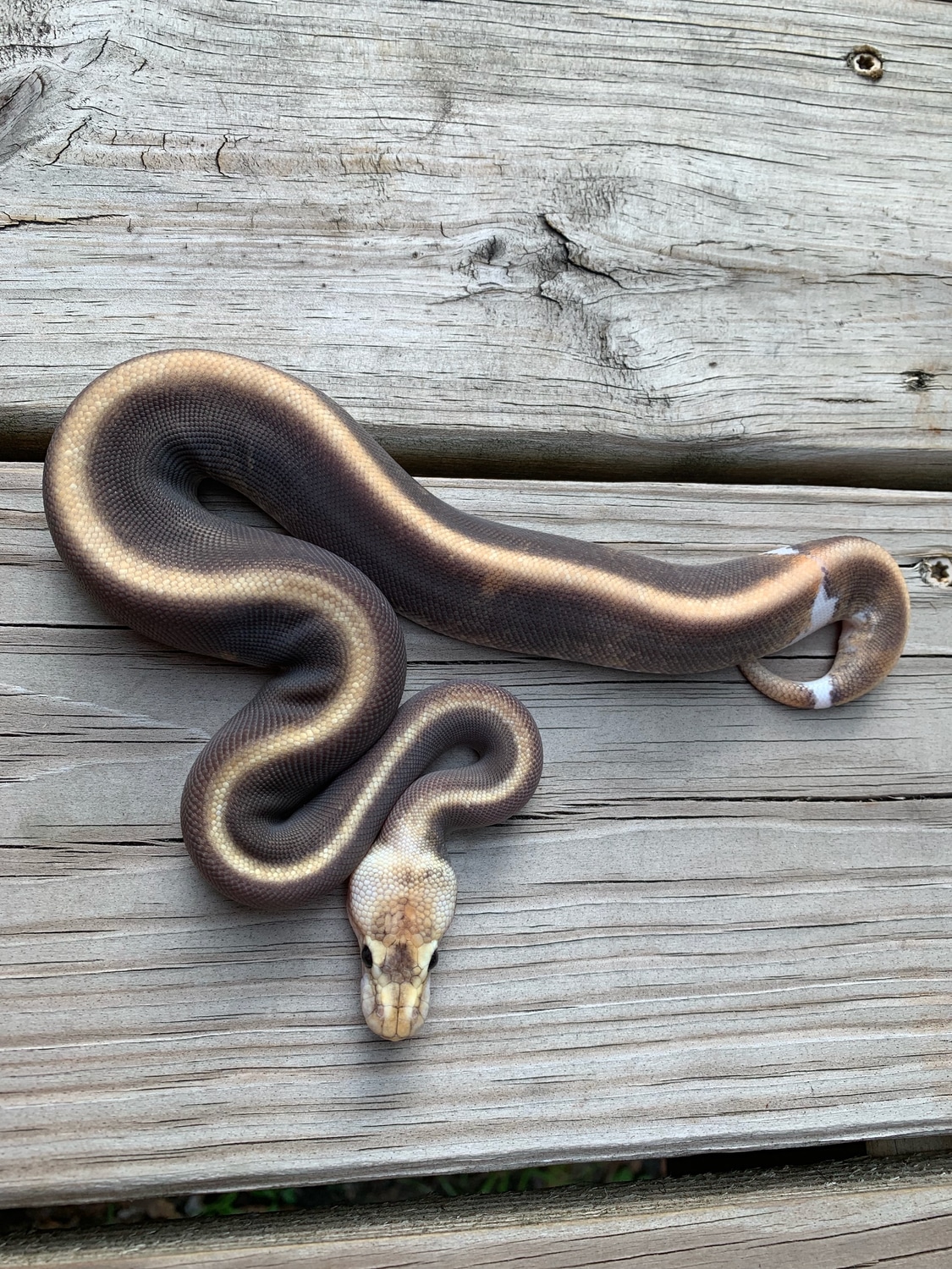 Female GHI Champagne Possible Super Cinnamon Ball Python by Pacmann's ...