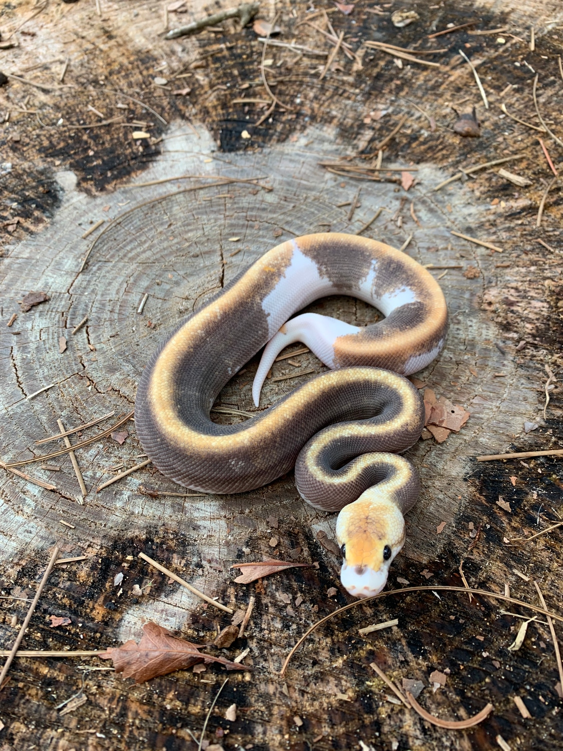 GHI Cinnamon Champagne Possible Super Cinnamon Orangebelly Ball Python ...