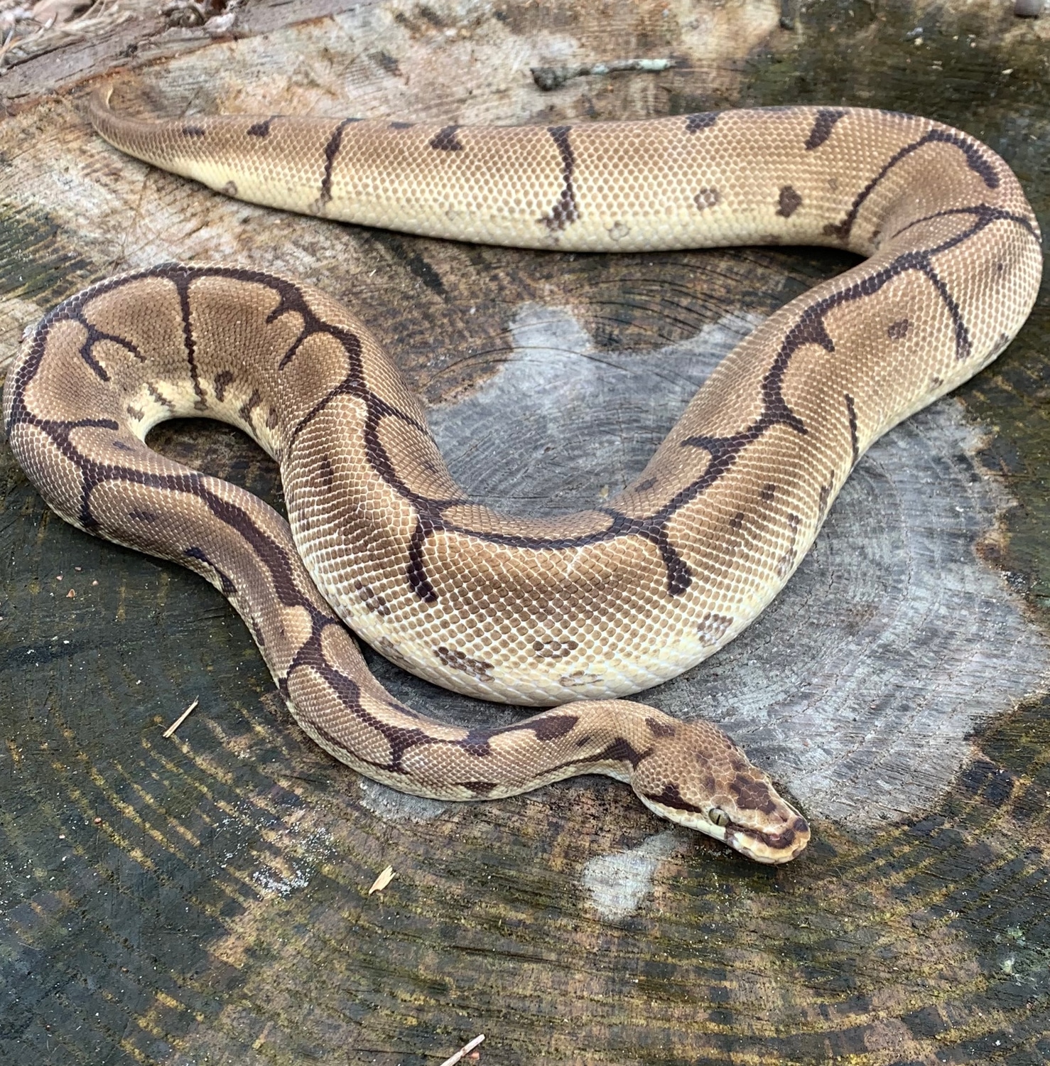 Leopard Spider Yellowbelly Ball Python by Pacmann's Reptiles - MorphMarket