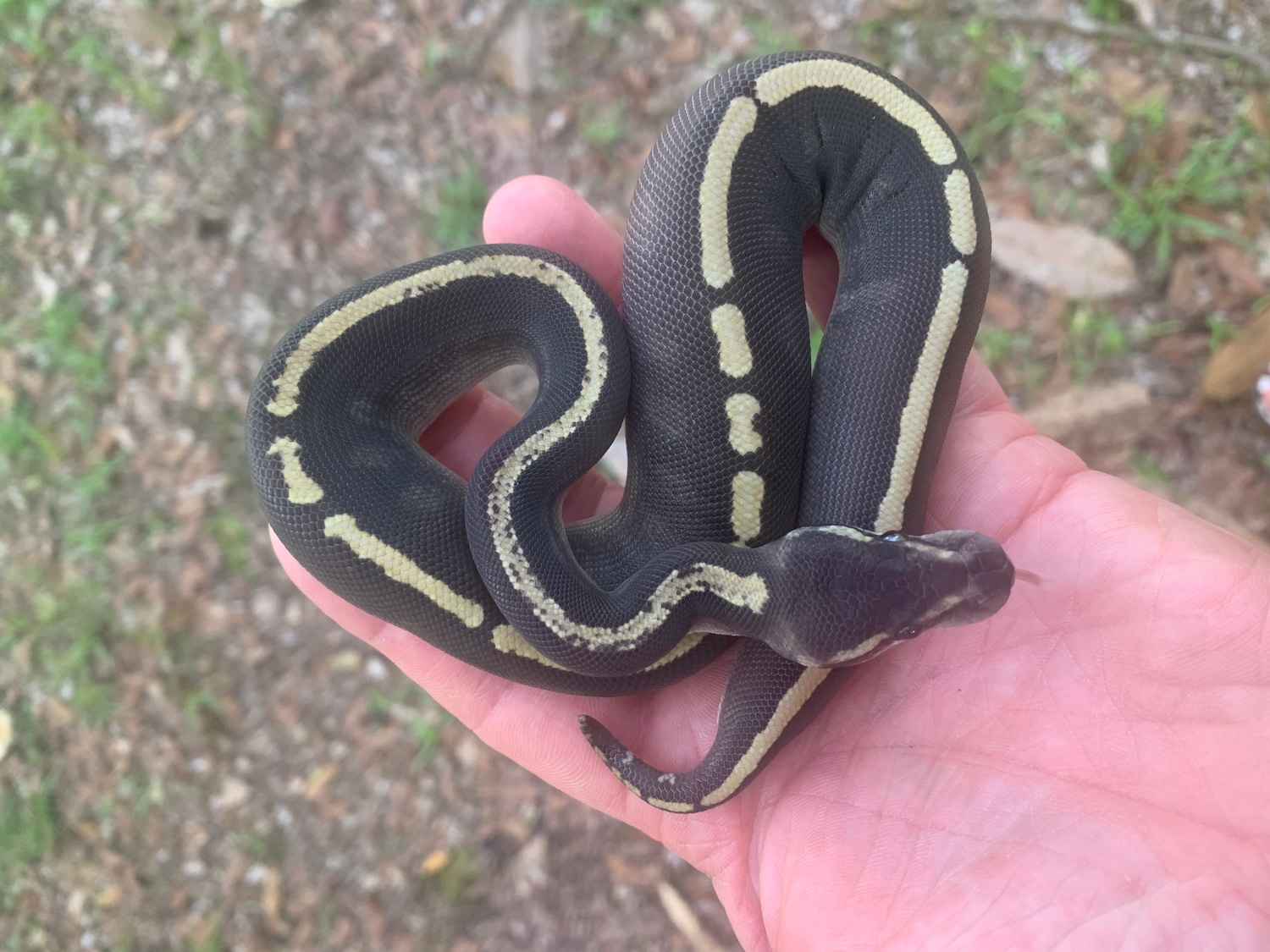 Super Ghi Mojave Ball Python by Pacmann's Reptiles - MorphMarket