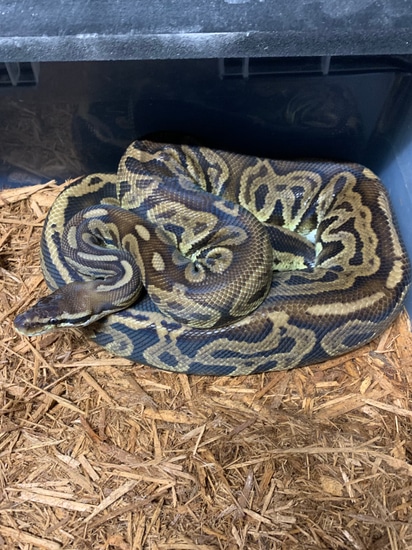 Proven Breeder Black Pewter Leopard Ball Python by Pacmann's Reptiles