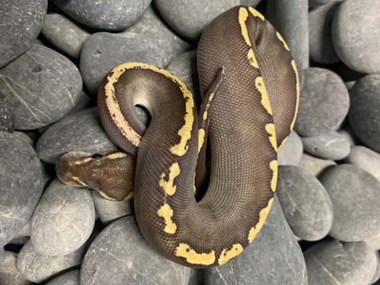 Ghi Mojave Redstripe Possible Super Ghi 50%het Clown Ball Python by ...