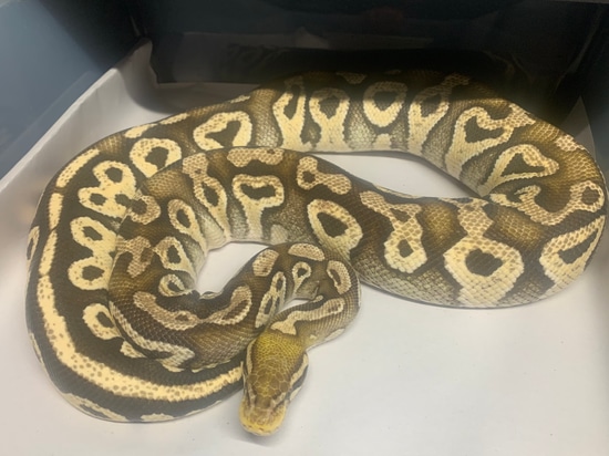 Proven Breeder Vanilla Pastel Mojave Ball Python by Pacmann's Reptiles