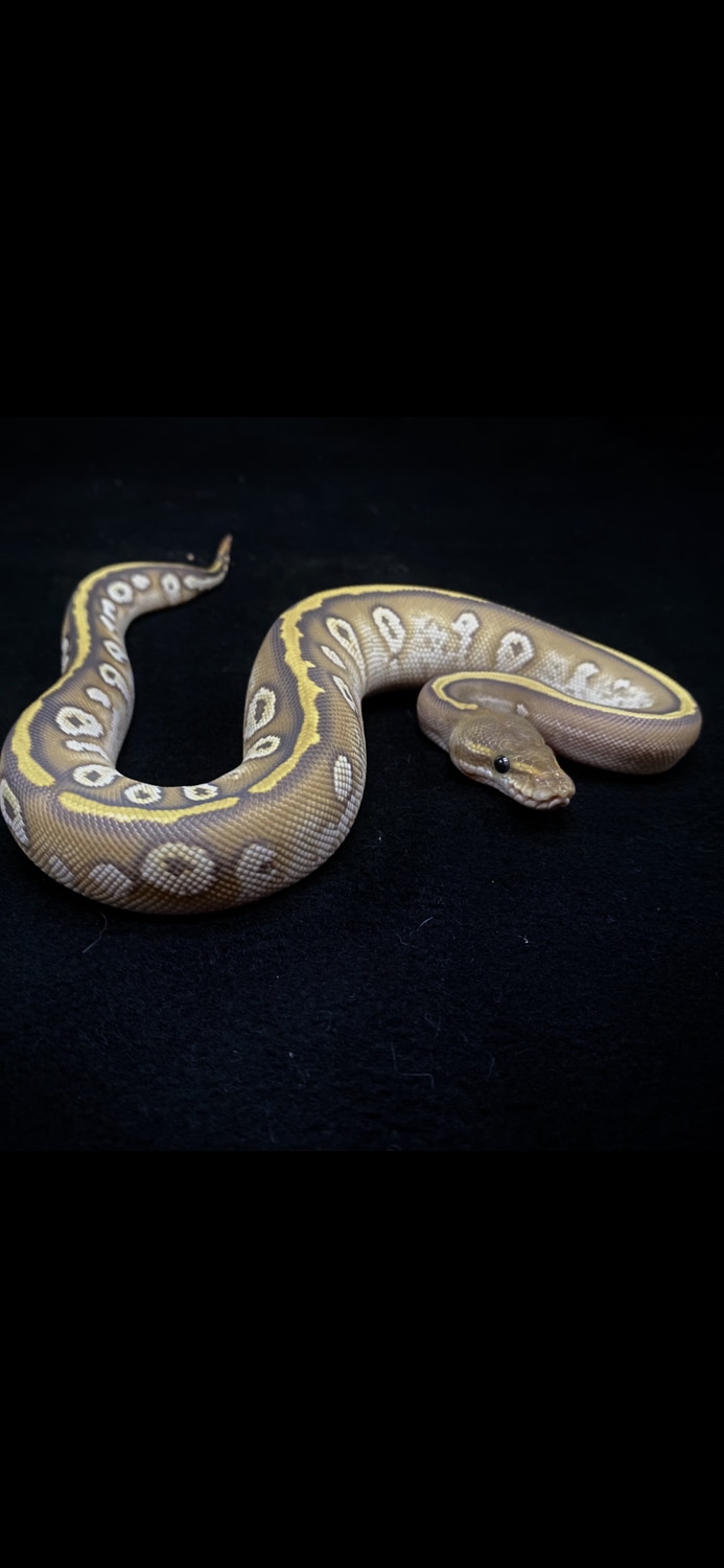 Hypo Cypress Mojave Ball Python by Pacmann's Reptiles - MorphMarket