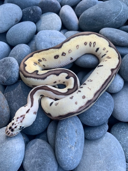 Pewter Batman Ball Python by Pacmann's Reptiles