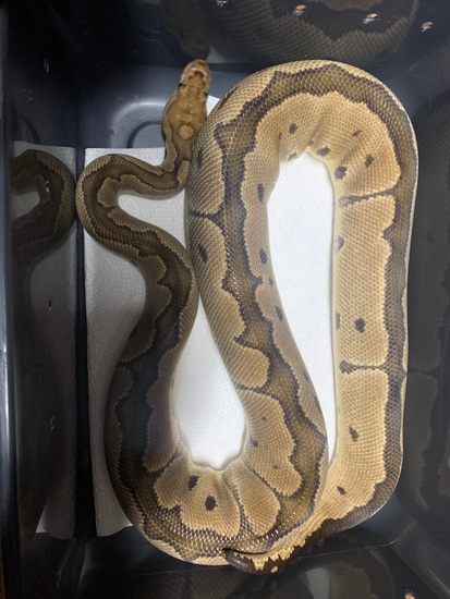 RTB Clown Possible Blade Ball Python by Pacmann's Reptiles