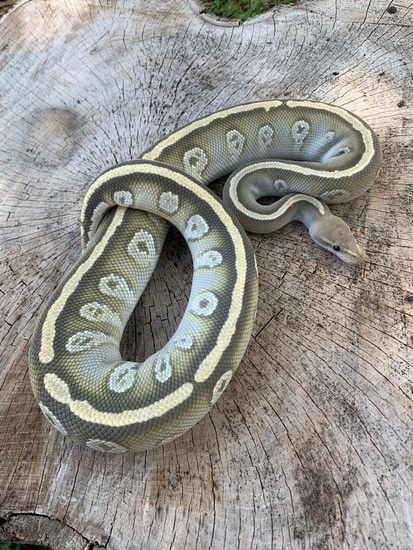 Hypo Cypress Mojave Proven Breeder Ball Python by Pacmann's Reptiles