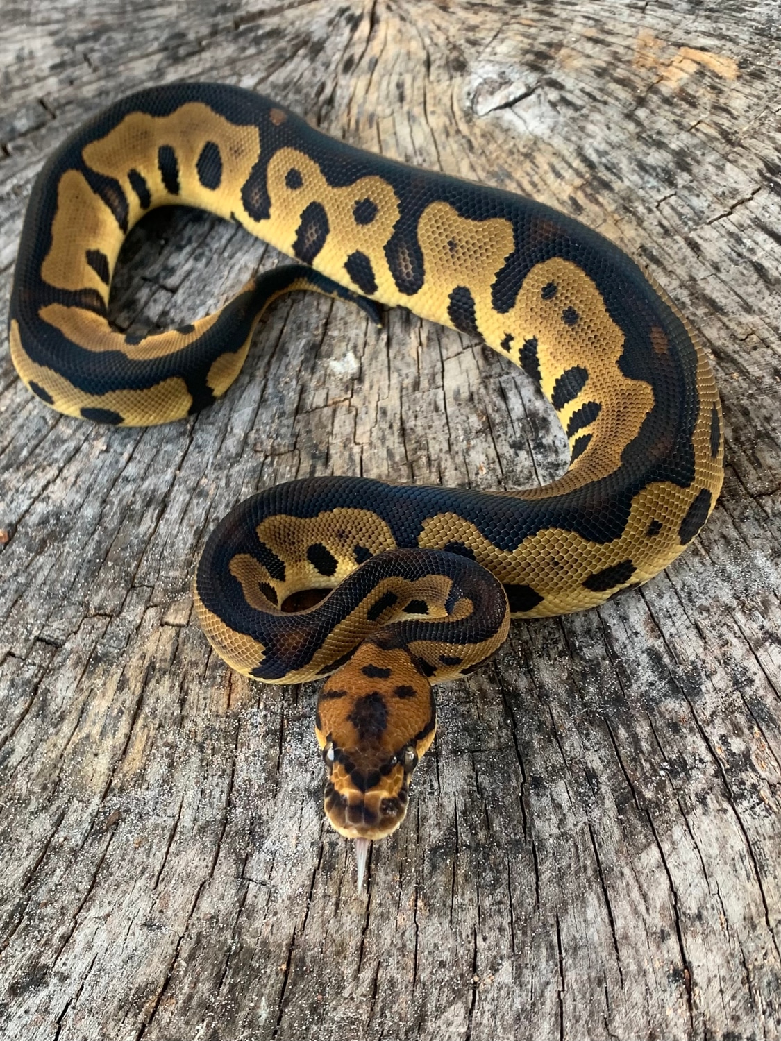 Chocolate Leapord Clown Ball Python by Pacmann's Reptiles - MorphMarket