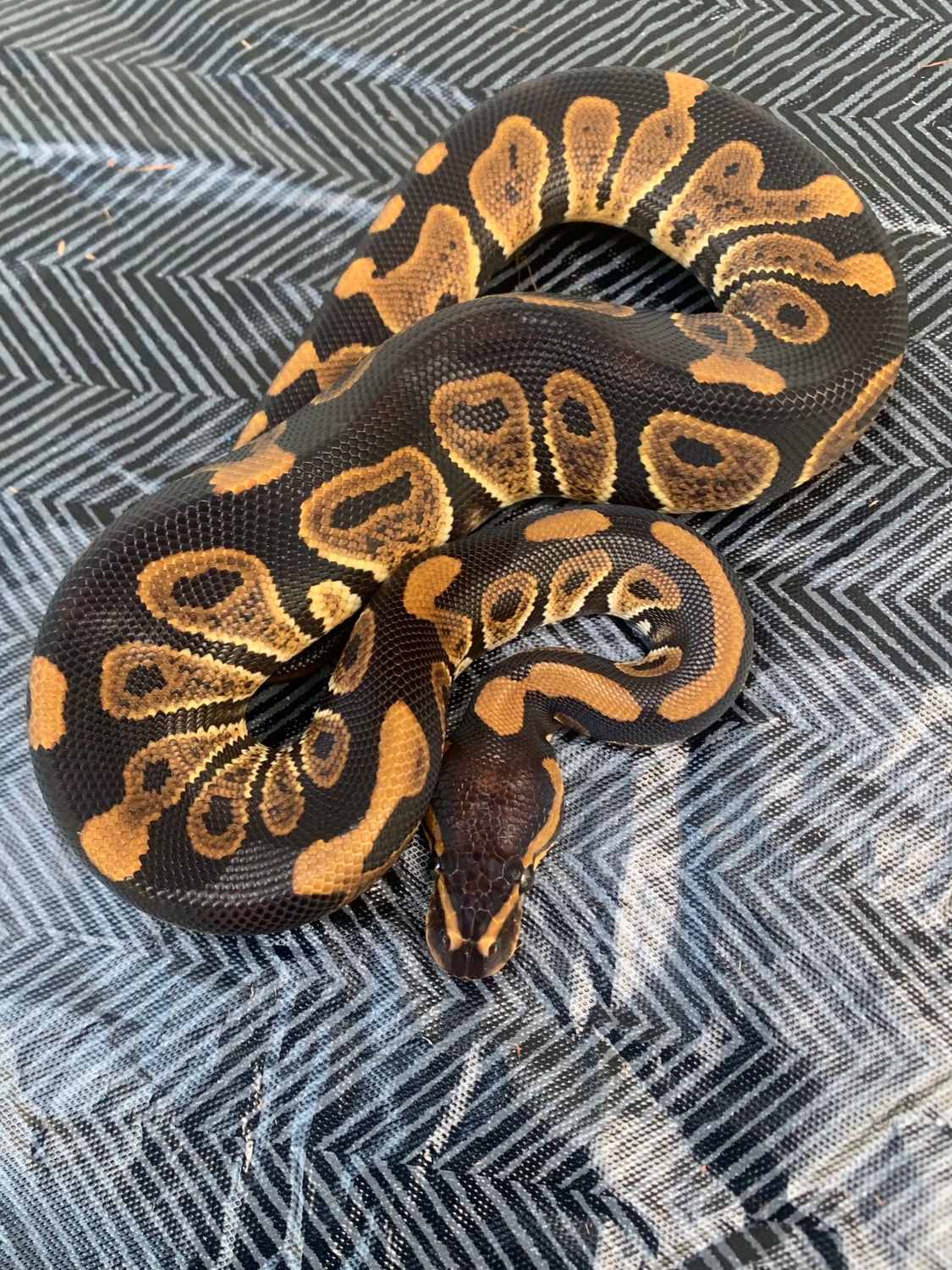 Chocolate Het Clown 50% Het Ultramel Ball Python by Pacmann's Reptiles ...