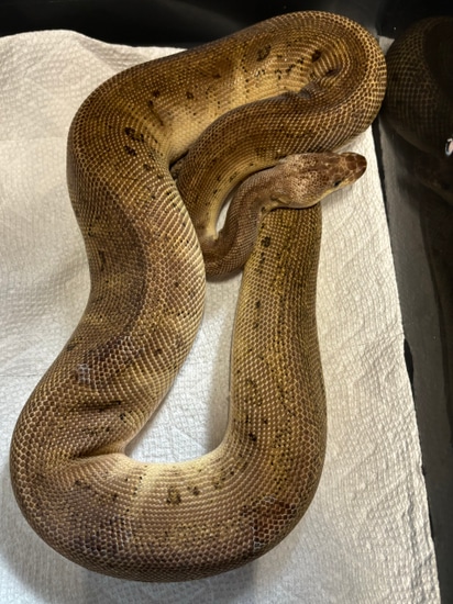 Black Pewter Clown Ball Python by Pacmann's Reptiles