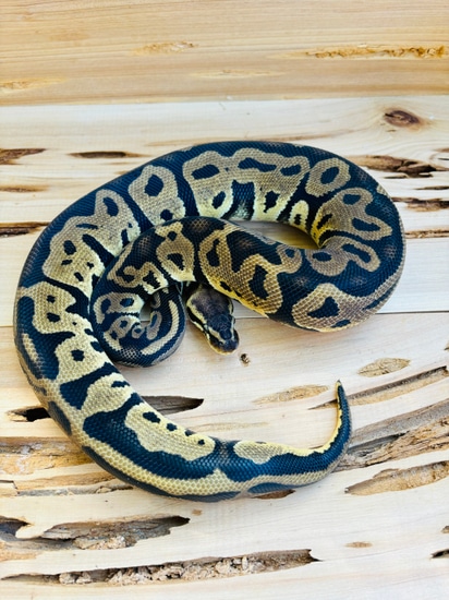 Pastel Leopard Ball Python by Pacmann's Reptiles