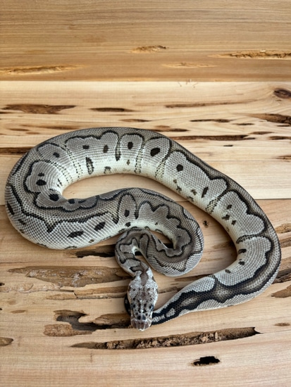 Axanthic Vpi Pastel Clown Ball Python by Pacmann's Reptiles
