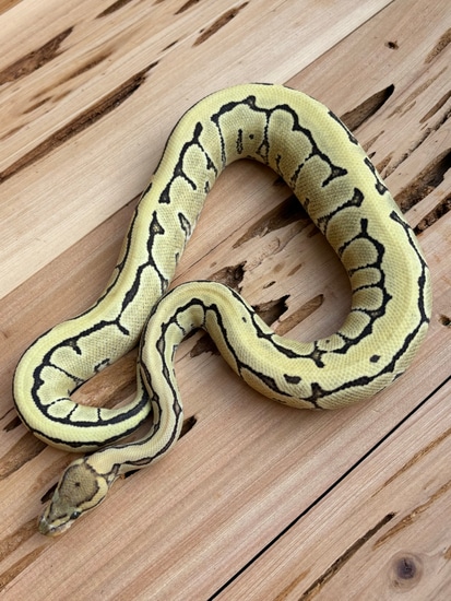 Desert Ghost Pinstripe Yellowbelly Het Cryptic Ball Python by Pacmann's ...