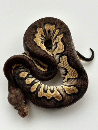 Chocolate Cinnamon Clown 50 Percent Het Ultramel Ball Python by Pacmann ...