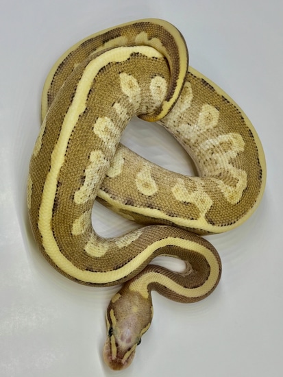 Mojave Vanilla Cream 50% Double Het Dg Cryptic Ball Python by Pacmann's ...