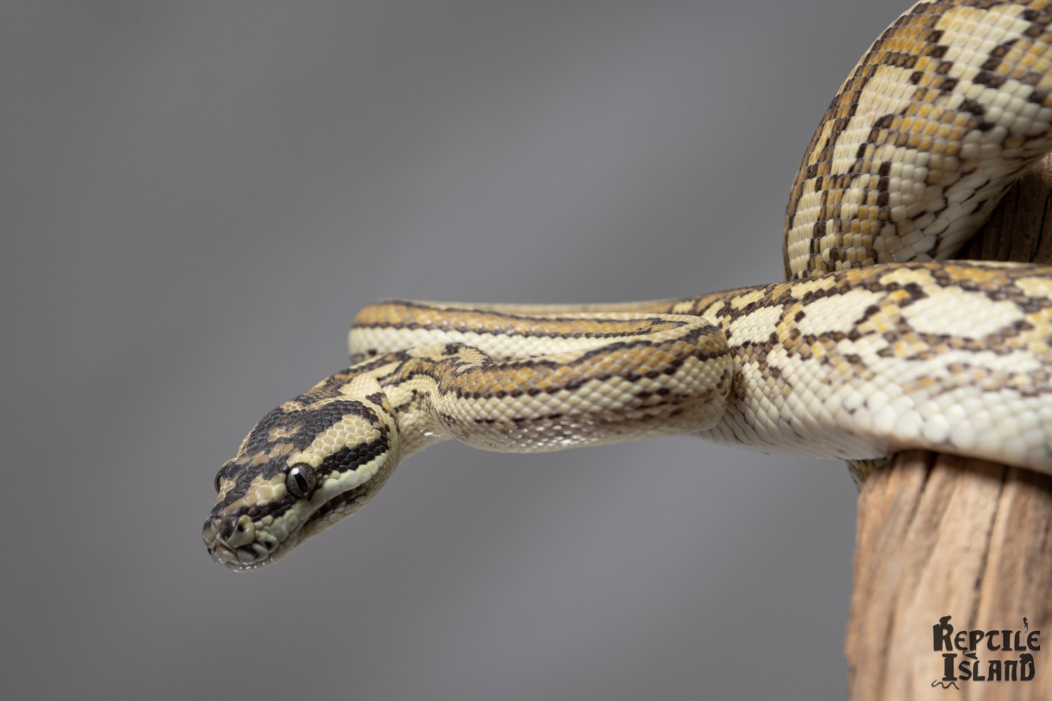 2021 Caramel Tiger (Pos. Super Caramel) Coastal Carpet Python by ...