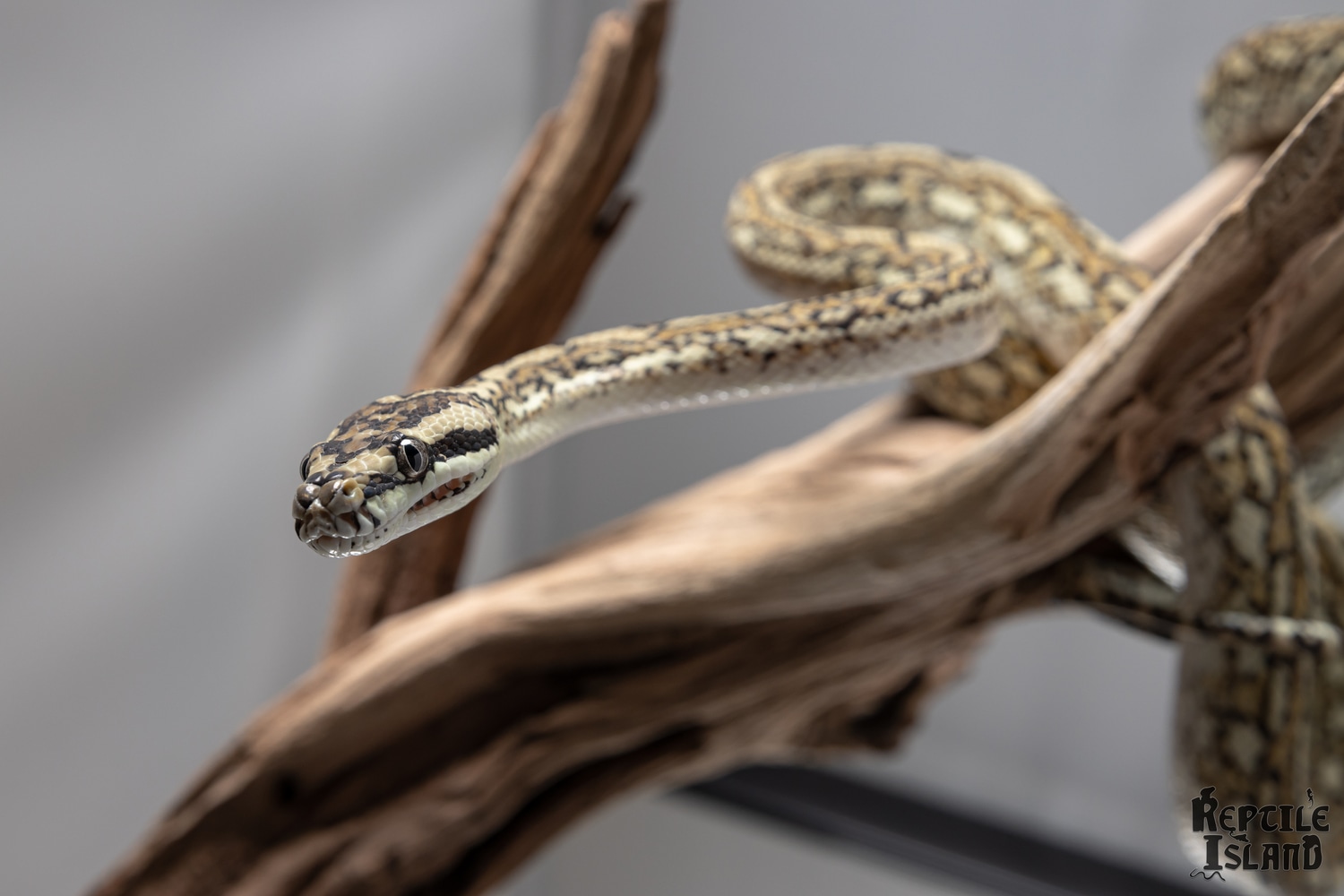 2021 Caramel Tiger (Pos. Super Caramel) Coastal Carpet Python by ...