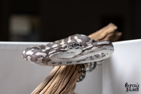 2021 Axanthic Tiger Coastal Carpet Python by Reptile Island
