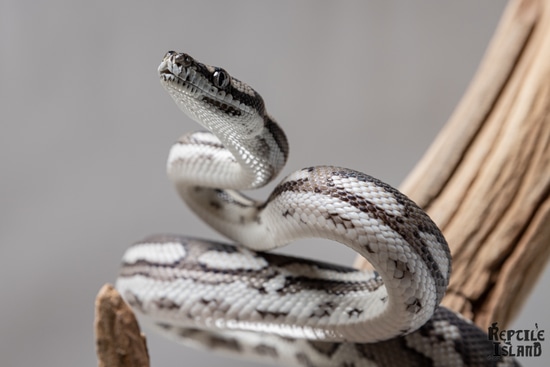 2021 Axanthic Tiger Coastal Carpet Python by Reptile Island