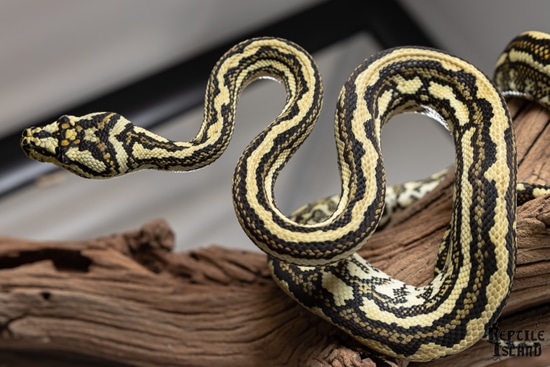 2021 Striped Jungle Jungle Carpet Python by Reptile Island