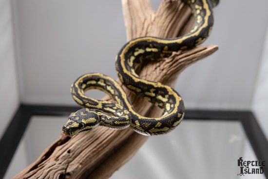 2021 Striped Jungle Jungle Carpet Python by Reptile Island