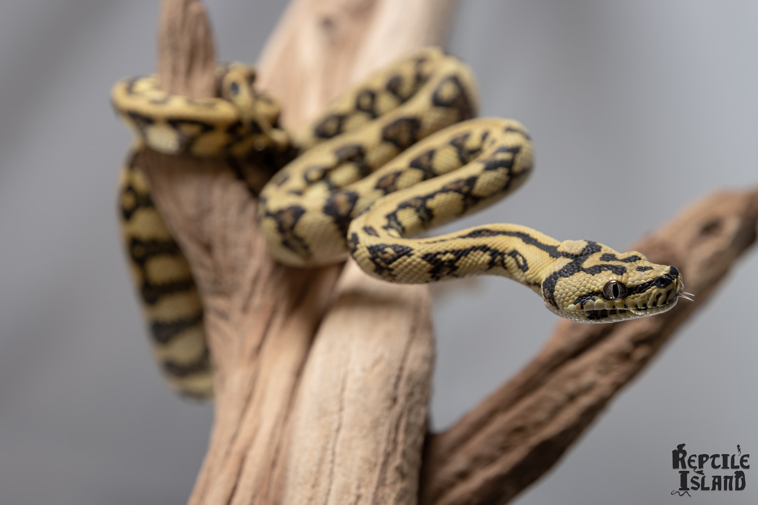 2021 Jungle Jag Other Carpet Python by Reptile Island - MorphMarket