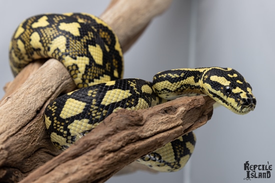 2021 Striped Jungle Jungle Carpet Python by Reptile Island