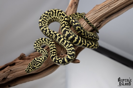 2021 WOW Line Zebra Jungle Carpet Python by Reptile Island