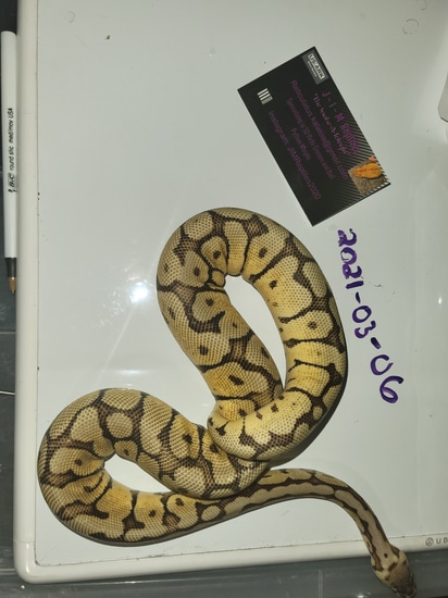 Mystic Or Mojave Bumblebee Female Ball Python by J.I.M. Reptiles