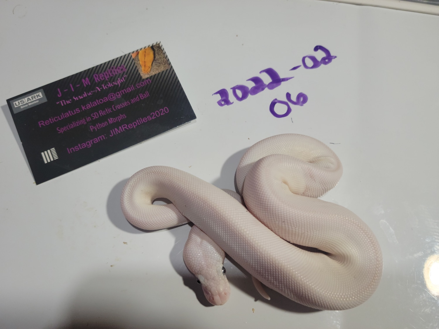 BEL- Mystic Or Mojave/Butter Pos Spider, Pos Fire, Pos YB Ball Python ...