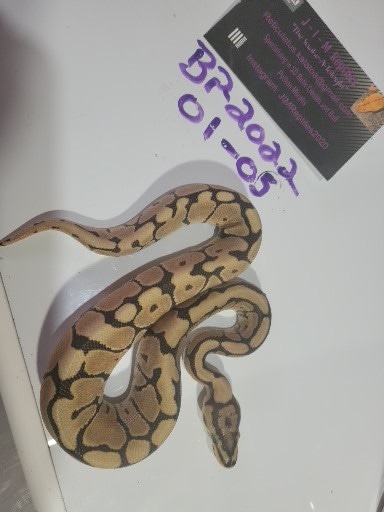 Fire Spider Mystic Or Mojave Ball Python by J.I.M. Reptiles