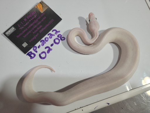 BEL- Mystic Or Mojave/Butter Pos Spider, Pos Fire, Pos YB Ball Python ...