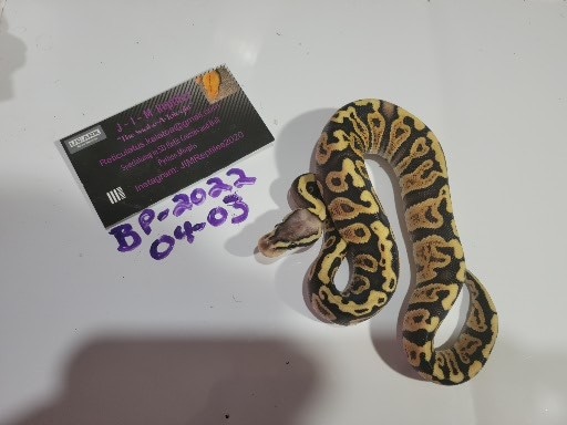 Super Pastel GHI Ball Python by J.I.M. Reptiles