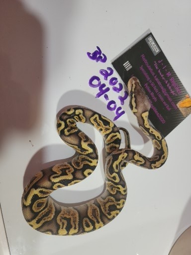 Super Pastel GHI Ball Python by J.I.M. Reptiles