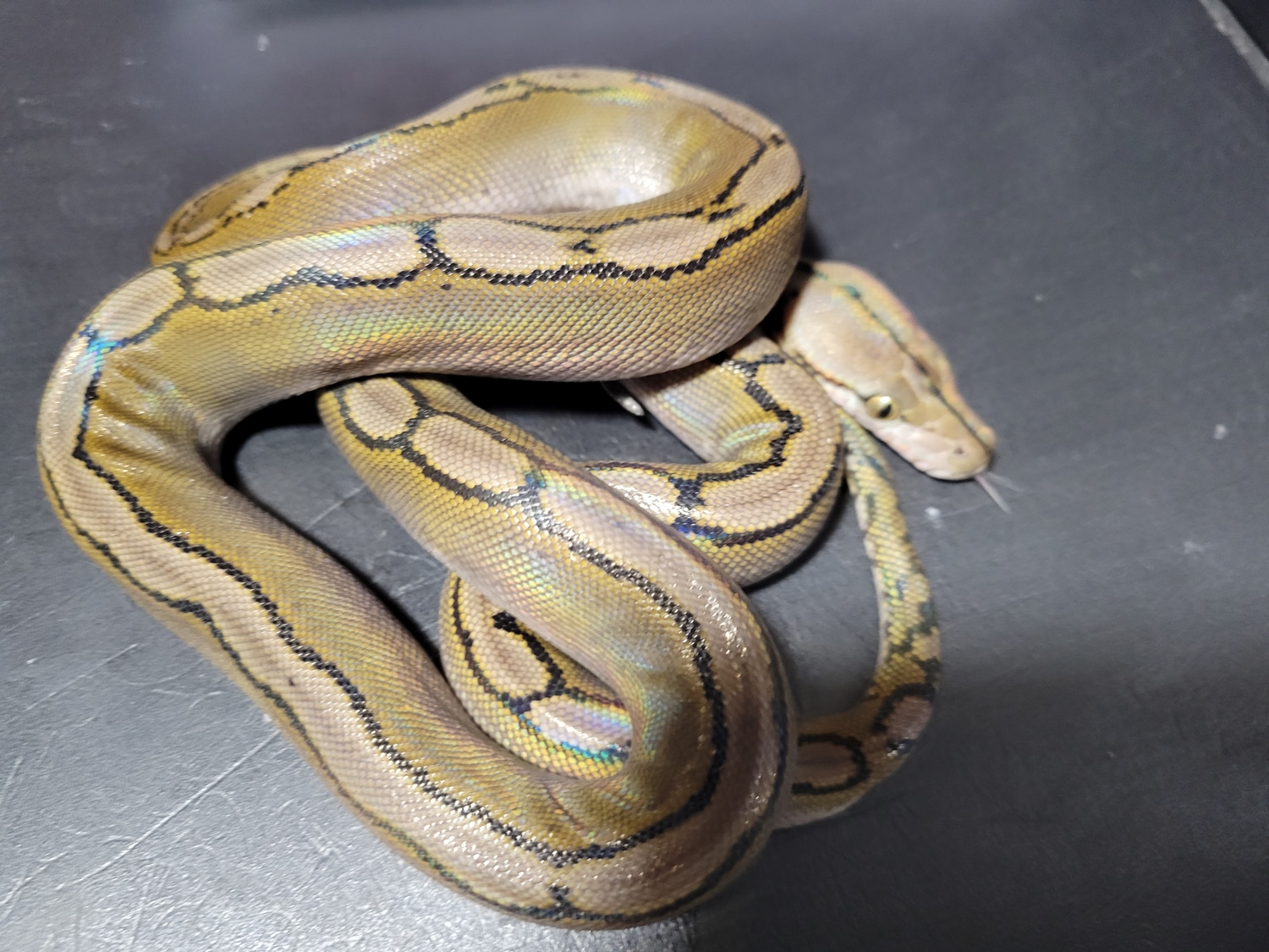 ON SALES 50% SD Anery Motley Pos Het Purple Reticulated Python by J.I.M ...