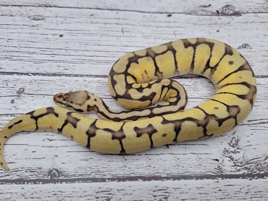 Mystic Or Mojave Fire Bumble Bee - Ships Free Ball Python by J.I.M. Reptiles