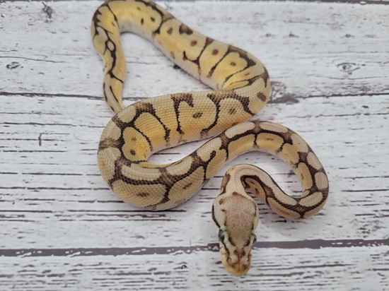 Mystic Or Mojave Fire Bumble Bee Ball Python by J.I.M. Reptiles