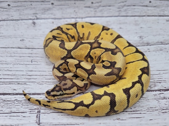 Mystic Or Mojave Yellow Belly Spider - Ships Free Ball Python by J.I.M ...