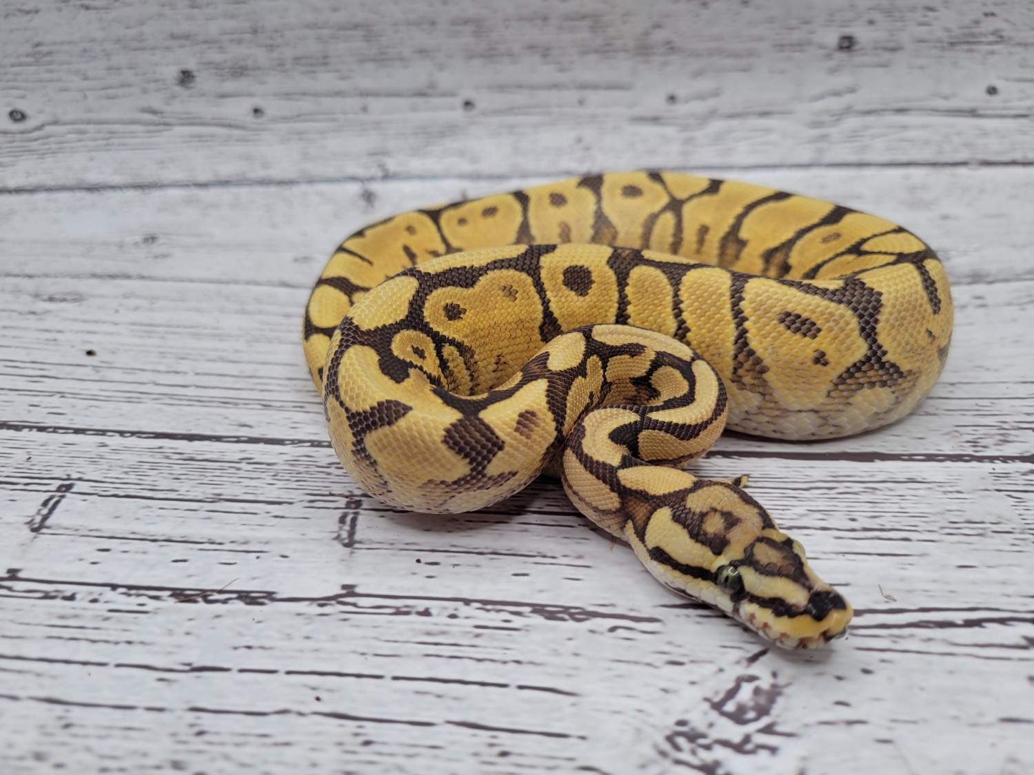 Mystic Or Mojave Fire Yellow Belly Spider - Ships Free Ball Python by J ...