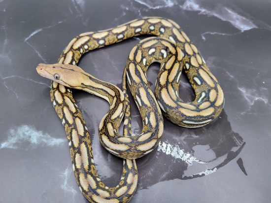 50% Kalatoa Het OGS Pos Calico Reticulated Python by J.I.M. Reptiles