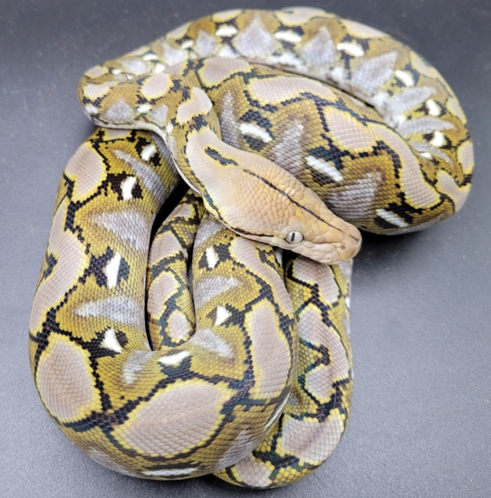 Kalatoa Super Dwarf Anery Normal Het Purple Albino Reticulated Python ...