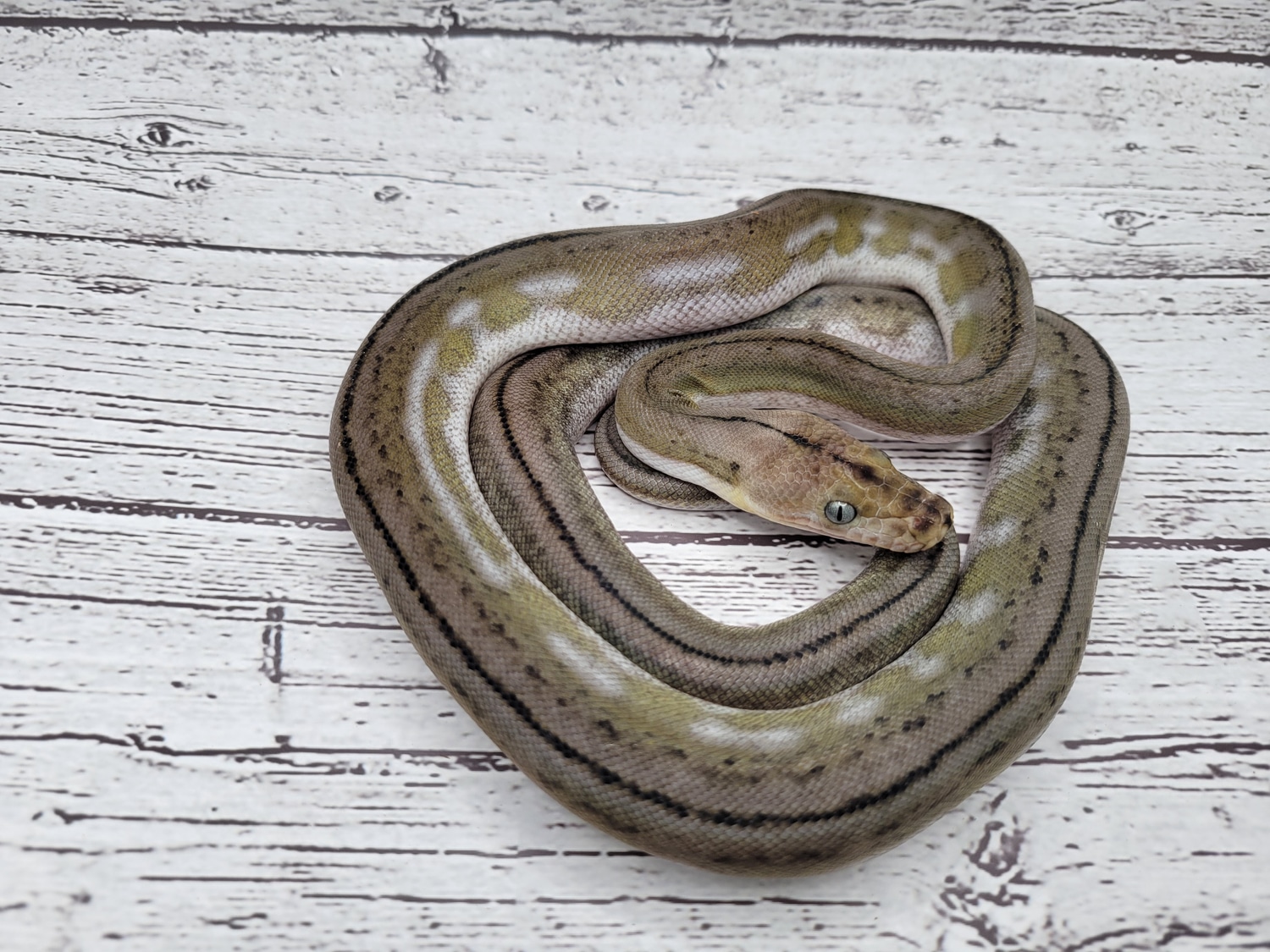 50% SD Anery Super Tiger Motley 50% Pos Het Purple - Ships Free ...