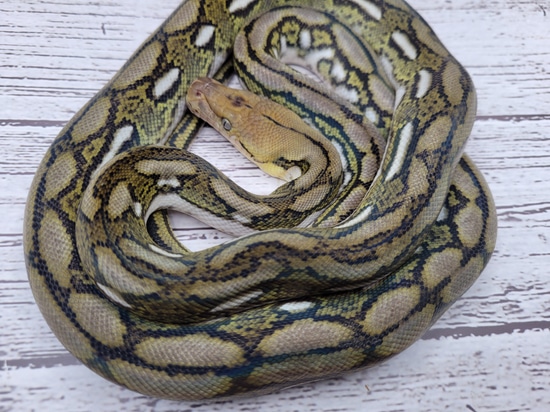 50% SD Anery Tiger 50% Pos Het Purple Reticulated Python by J.I.M. Reptiles