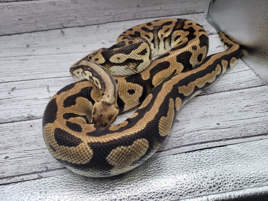 Pastel Leopard Het Clown Proven Breeder Free Shipping Ball Python by J ...