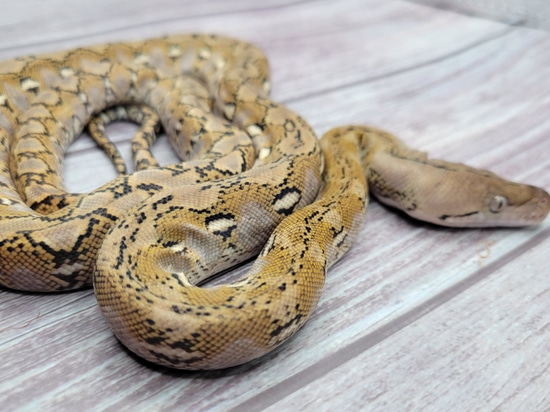 50% Kalatoa Sunfire Het Pied Pos Het Albino Reticulated Python by J.I.M ...