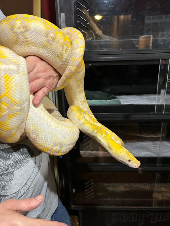 Male Purple Albino Het Anery - Ready To Breed Super Dwarf Reticulated ...