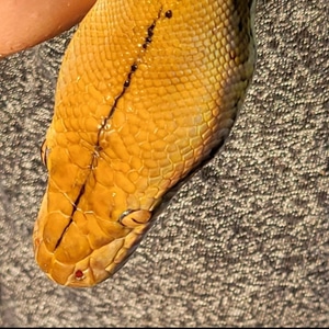 J.I.M. Reptiles - MorphMarket